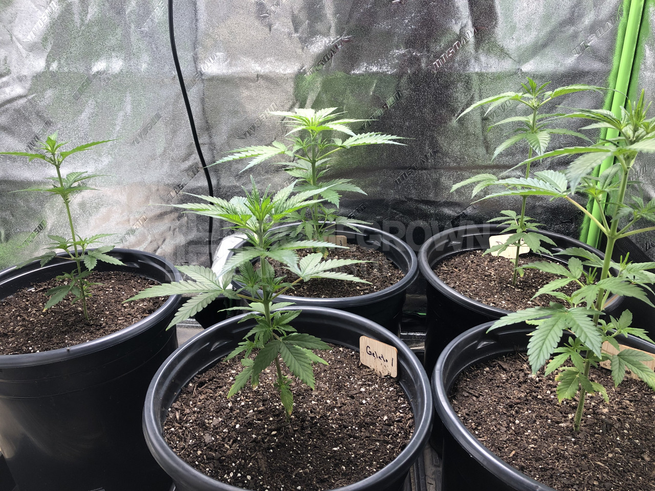 Gelato Autoflower Cannabis Seeds week 4 grow journal by gpower09 ...