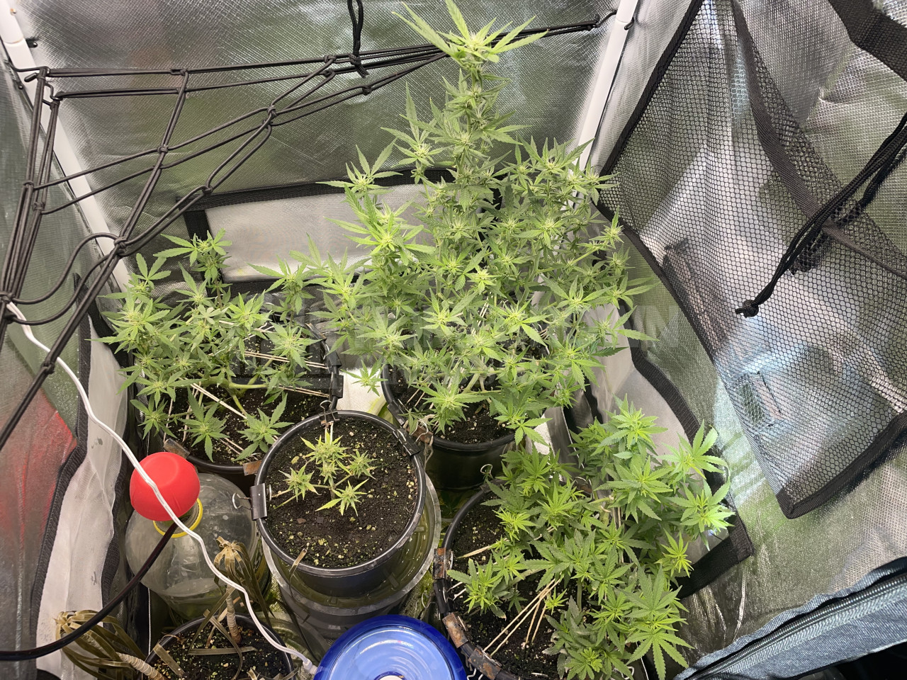 Gelato Autoflower Cannabis Seeds week 9 grow journal by semore914 - C4 ...