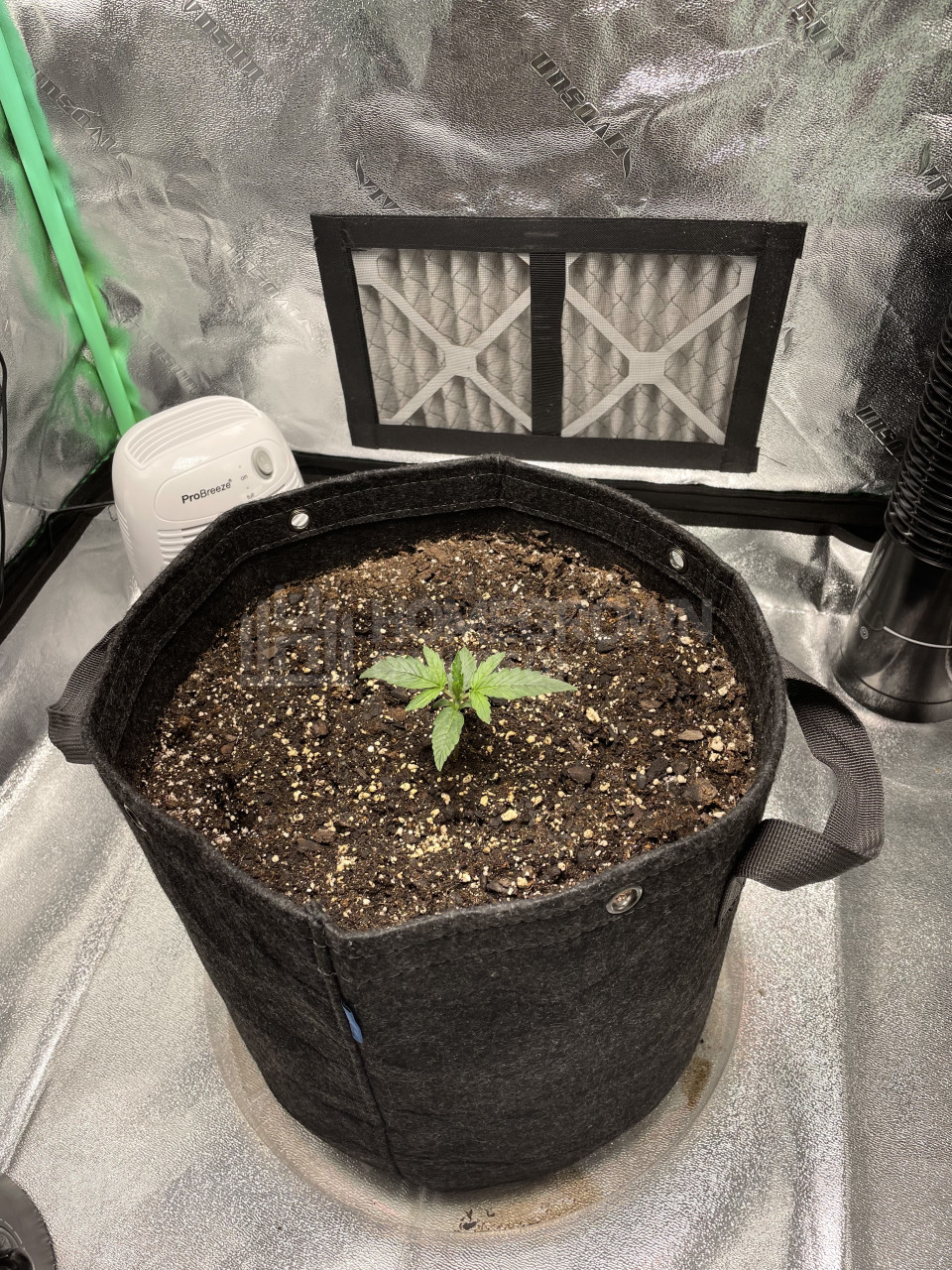 Northern Lights Autoflower Cannabis Seeds week 2 grow journal by rico85 ...