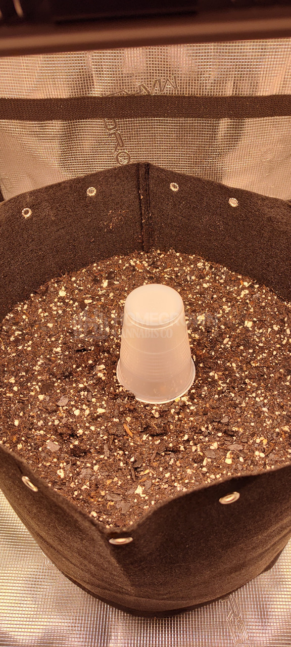 Jack Herer Autoflower Cannabis Seeds week 1 grow journal by tbyrd ...