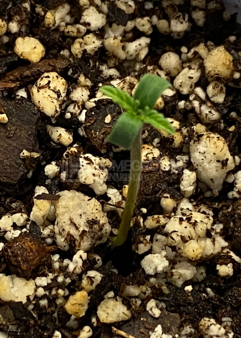 Shishkaberry Punch Feminized Cannabis Seeds week 1 grow journal by ...