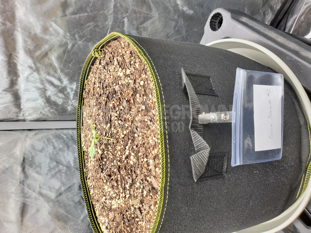 Gelato Autoflower Cannabis Seeds week 3 grow journal by turnandburn ...