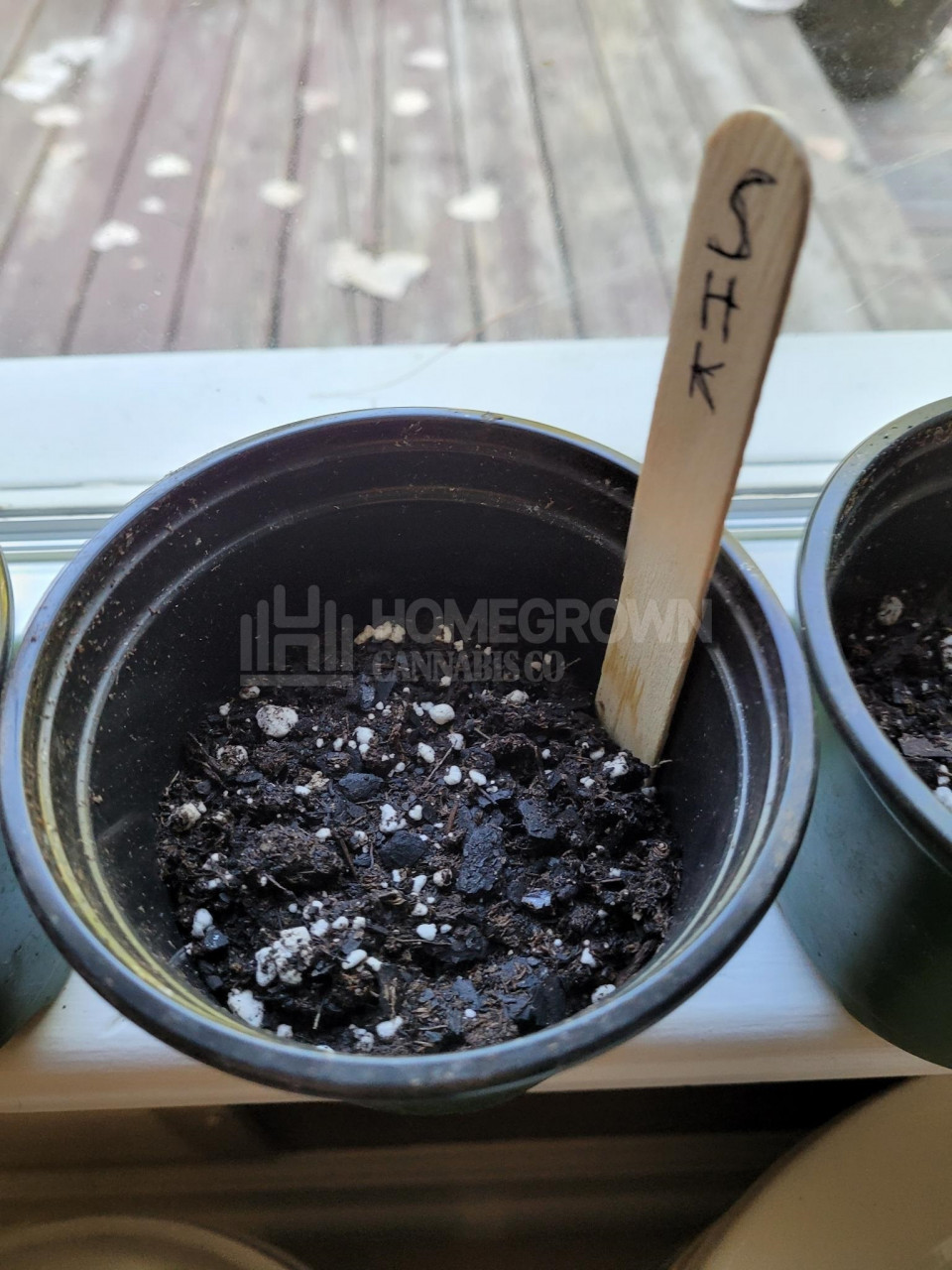 Shishkaberry Kush Feminized Cannabis Seeds week 1 grow journal by ...