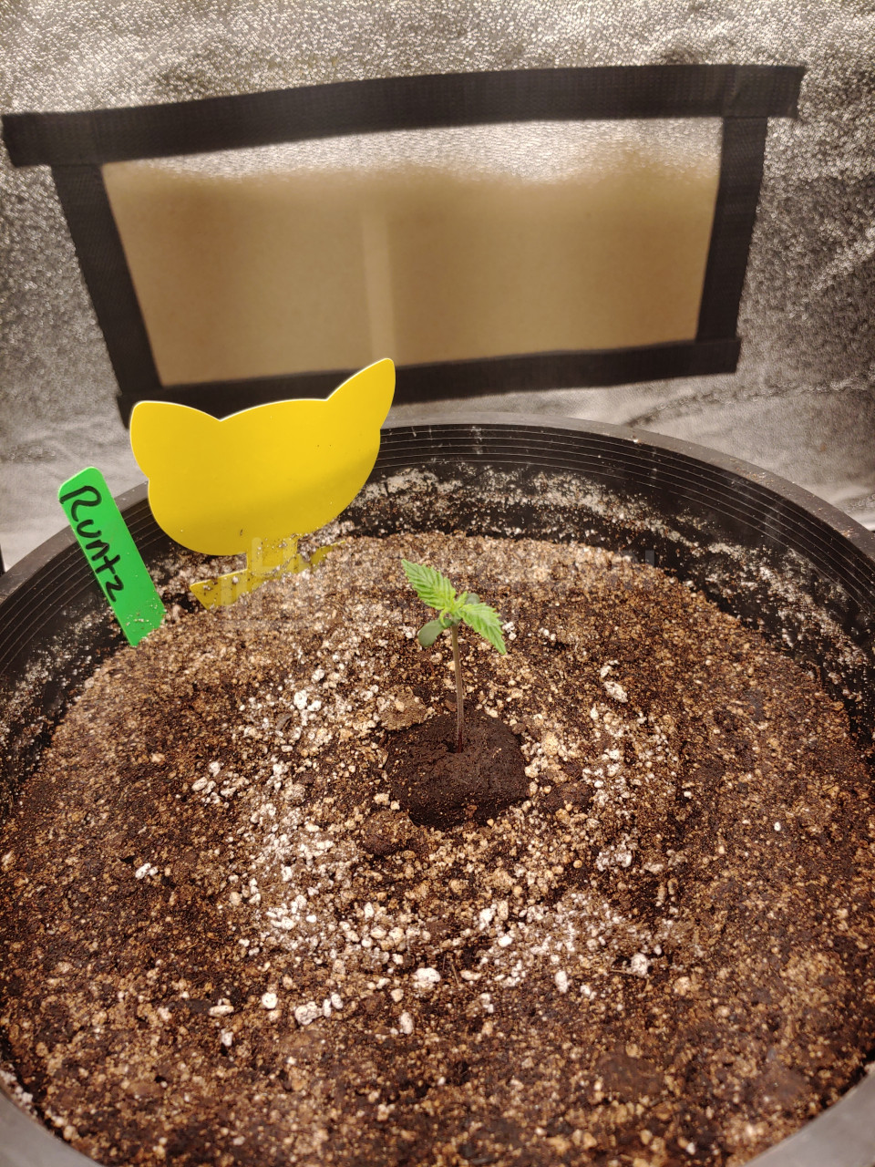 Runtz Autoflower Cannabis Seeds week 2 grow journal by jimig1974 ...