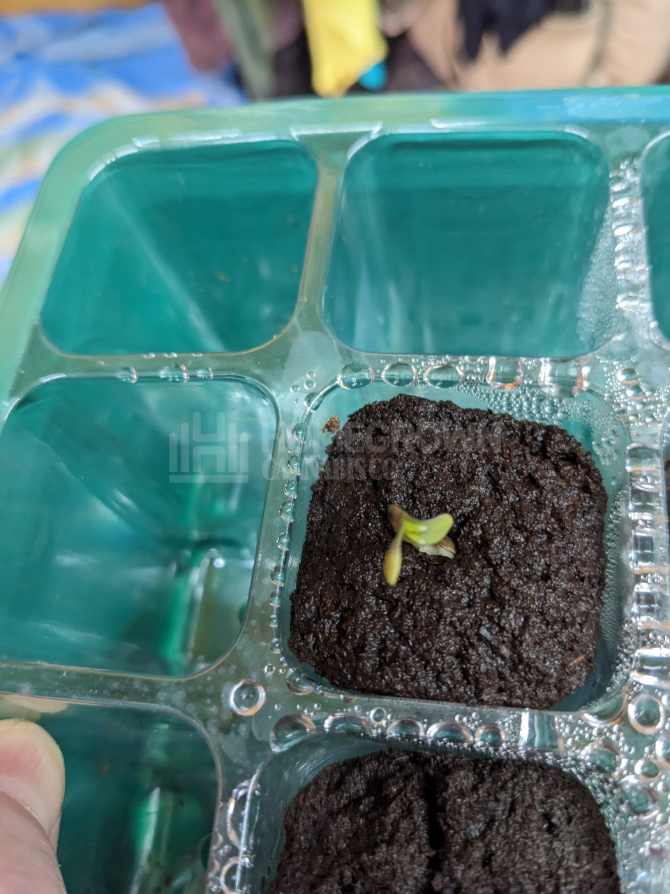 LSD Feminized Cannabis Seeds week 1 grow journal by duniven - LSD ...