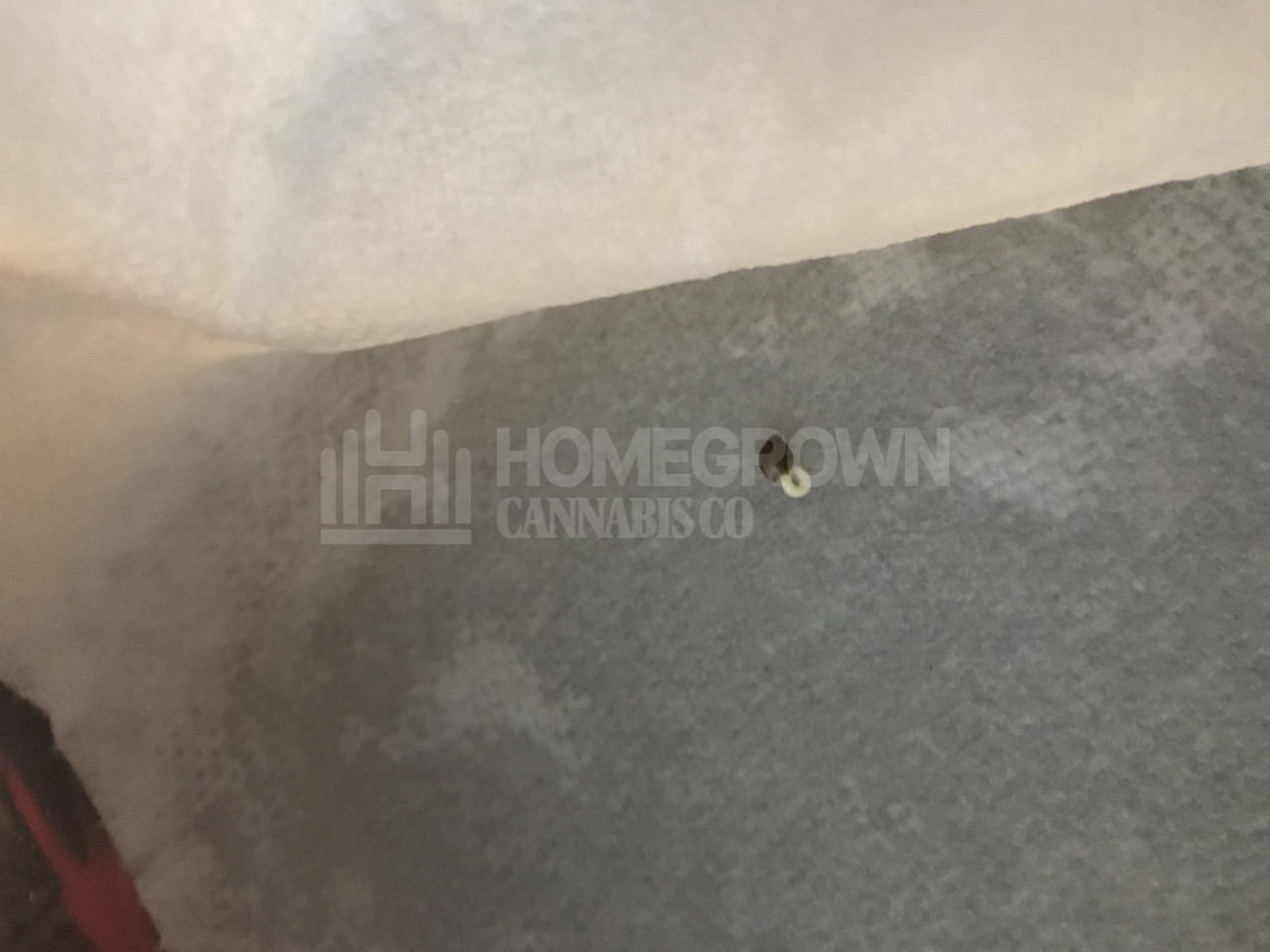 LSD Autoflower Cannabis Seeds week 1 grow journal by colby-henson - LSD ...