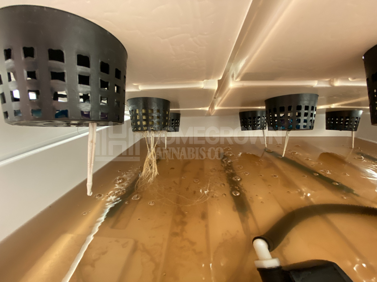 Jack Herer Autoflower Cannabis Seeds week 9 grow journal by dandan ...