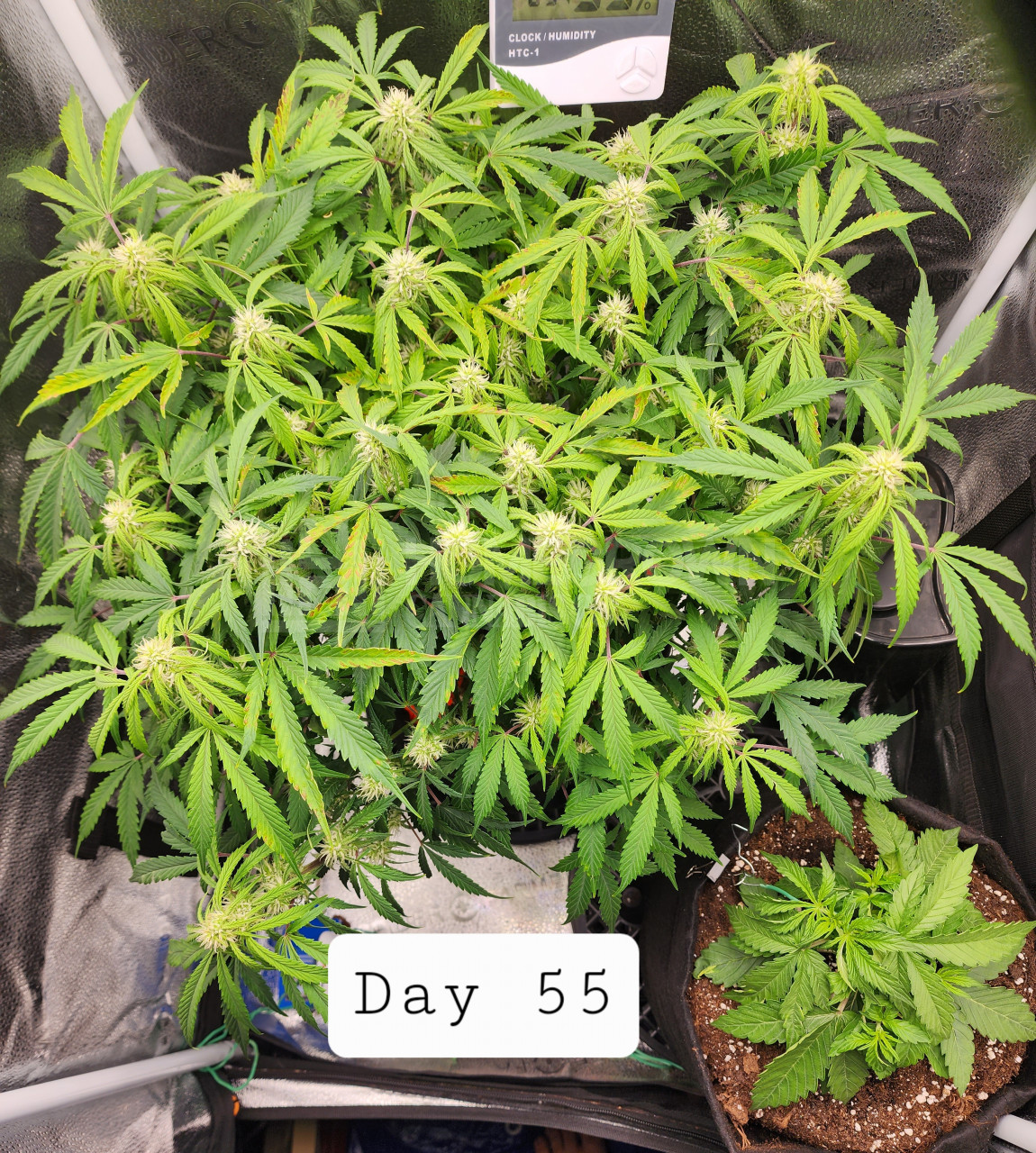 Critical Autoflower Cannabis Seeds week 8 grow journal by ryan757 ...