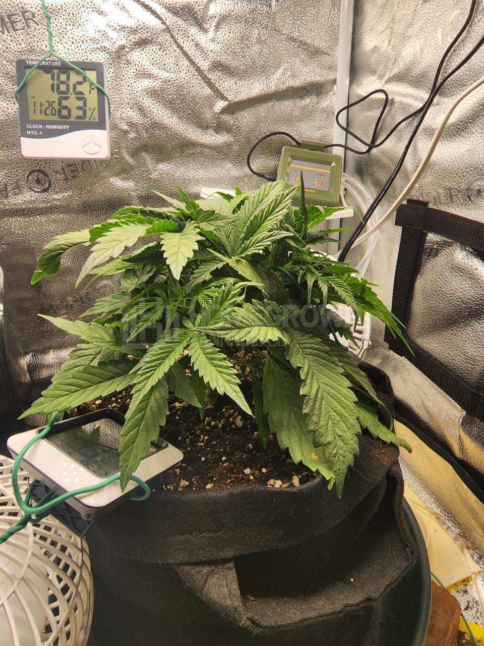 Critical Autoflower Cannabis Seeds week 4 grow journal by ryan757 ...