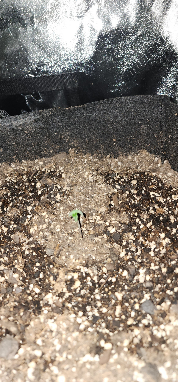 Gelato Autoflower Cannabis Seeds week 1 grow journal by clou77 - First ...