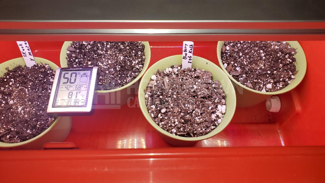 Fat Mazzy Feminized Cannabis Seeds week 1 grow journal by Dave_n_St ...