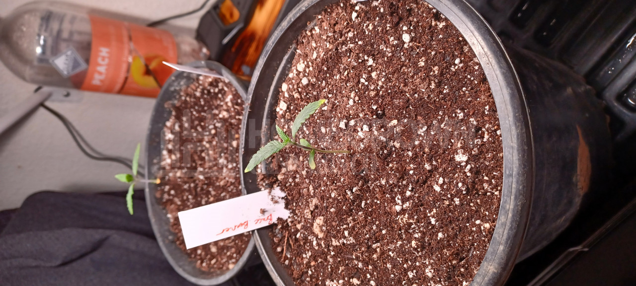 Bruce Banner 2.0 Feminized Cannabis Seeds week 2 grow journal by Adam ...