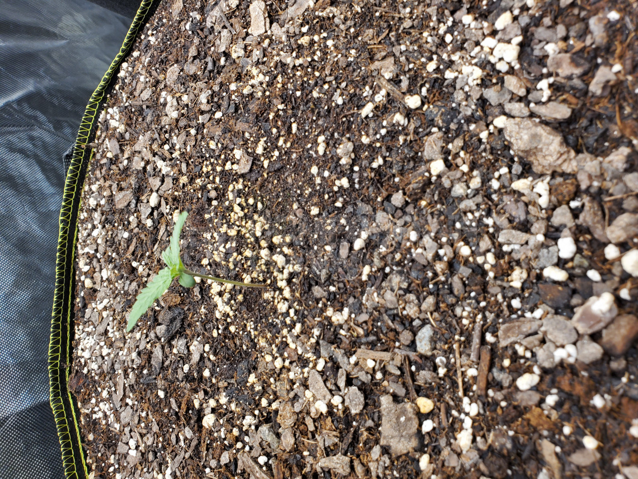 Gelato Autoflower Cannabis Seeds week 3 grow journal by turnandburn ...