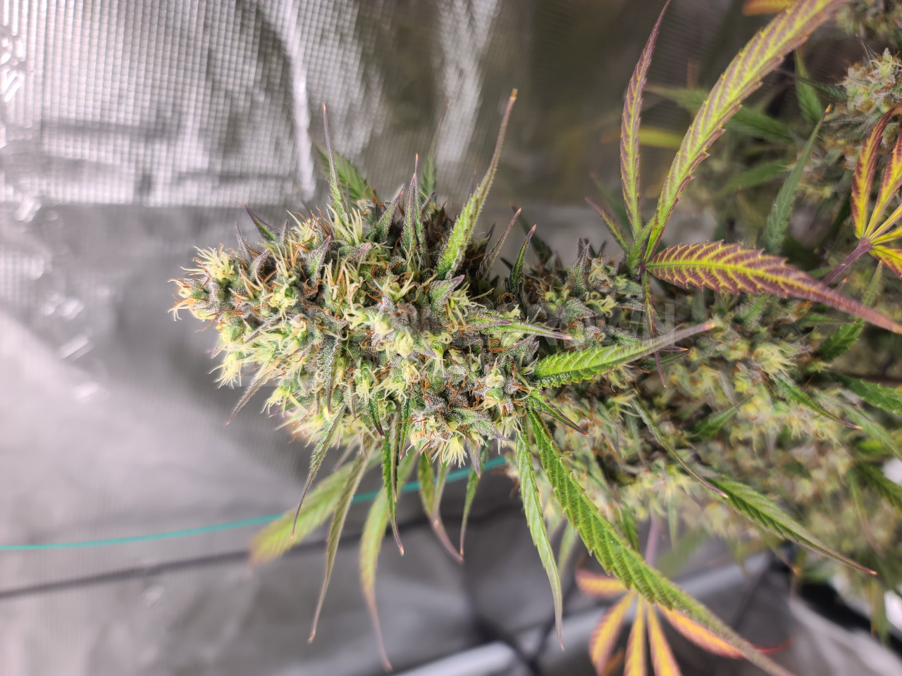 Deelite Autoflower Cannabis Seeds week 12 grow journal by wagsway ...