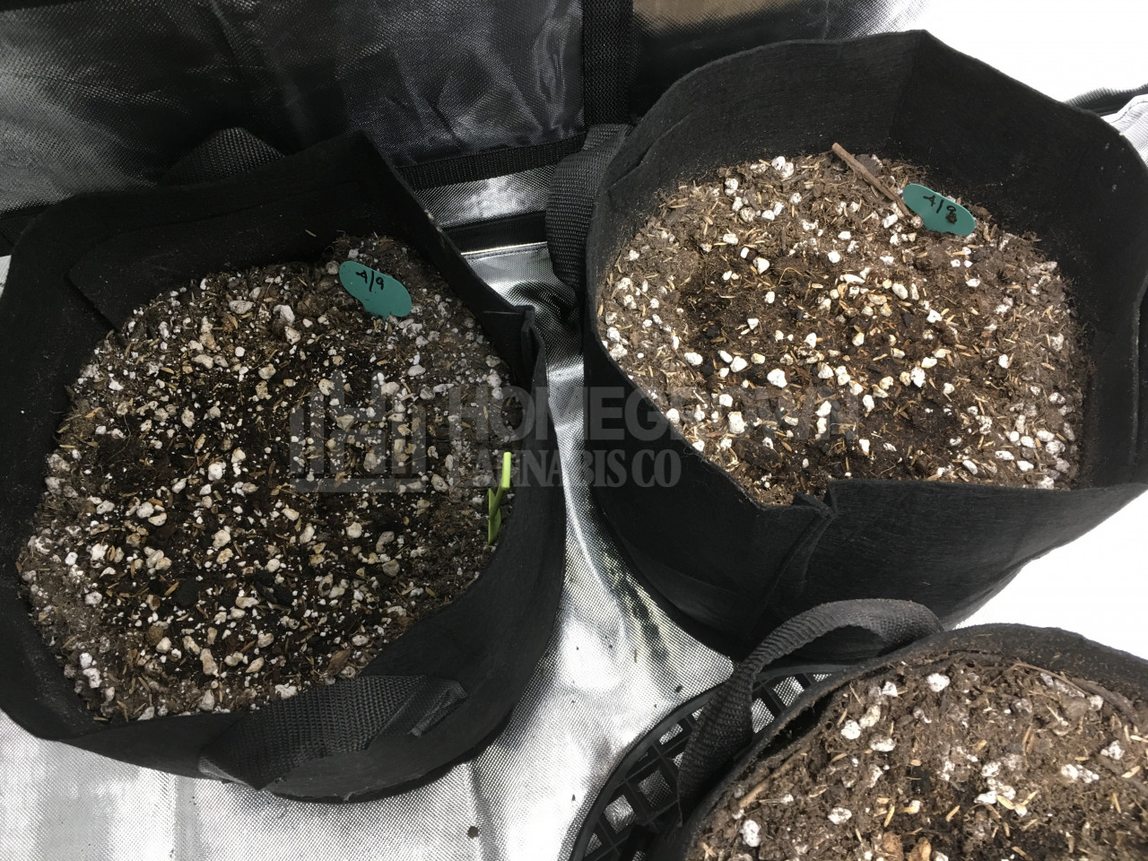 Trainwreck Feminized Cannabis Seeds week 1 grow journal by kimmie ...