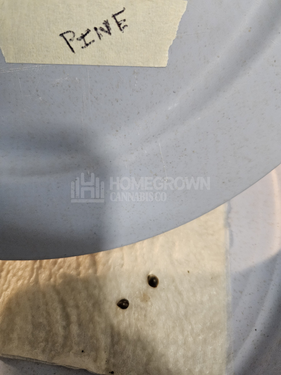 Pine Autoflower Cannabis Seeds week 1 grow journal by tripleg - 2025 ...