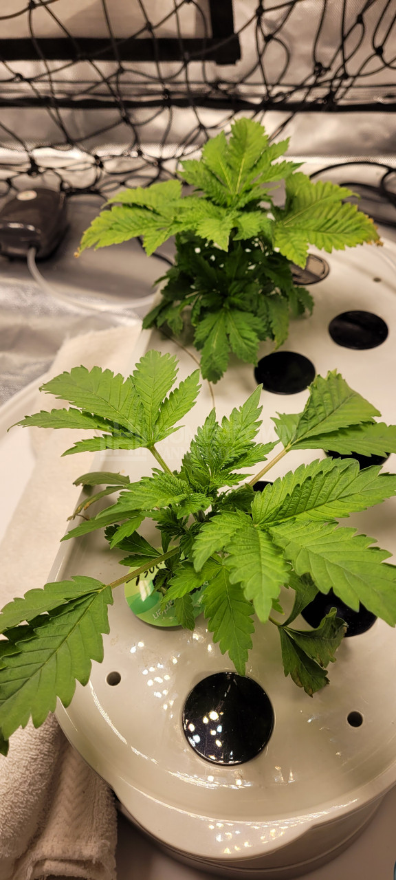 Tropic Thunder Feminized Cannabis Seeds week 1 grow journal by azkrazy ...