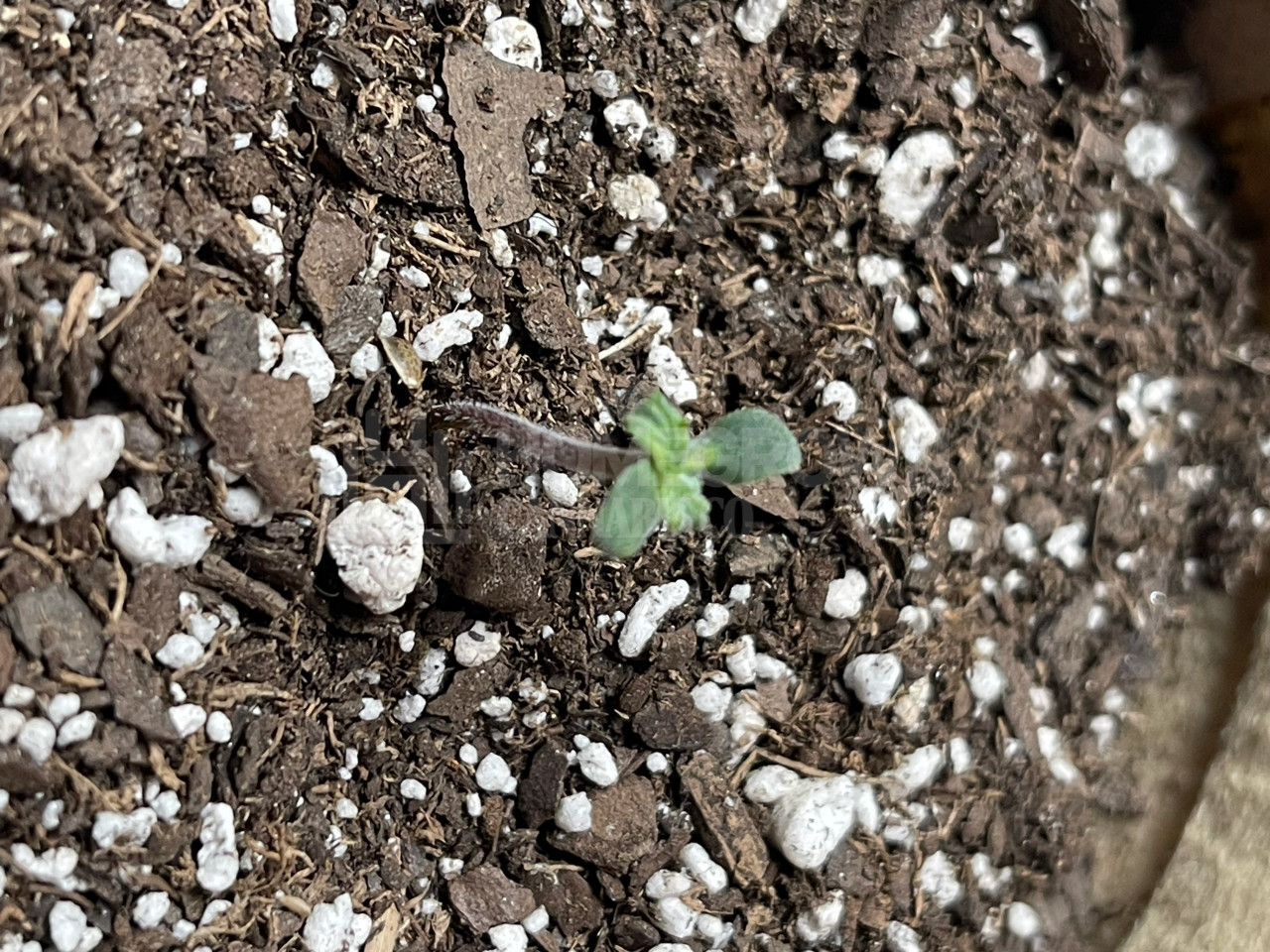 Bubblegum Autoflower Cannabis Seeds week 2 grow journal by ian-cozart ...