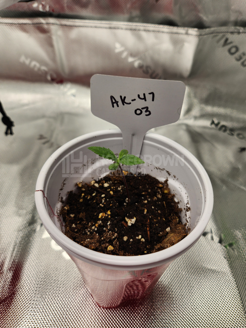 AK-47 Fast Version Cannabis Seeds week 2 grow journal by overkill - Ak ...