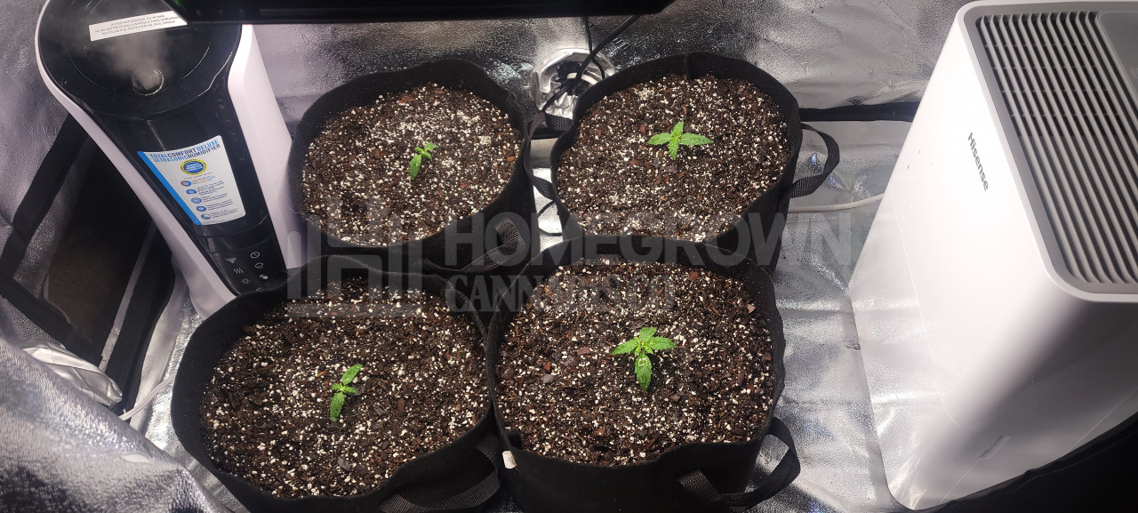 Runtz Autoflower Cannabis Seeds week 2 grow journal by swazey - Runtz ...