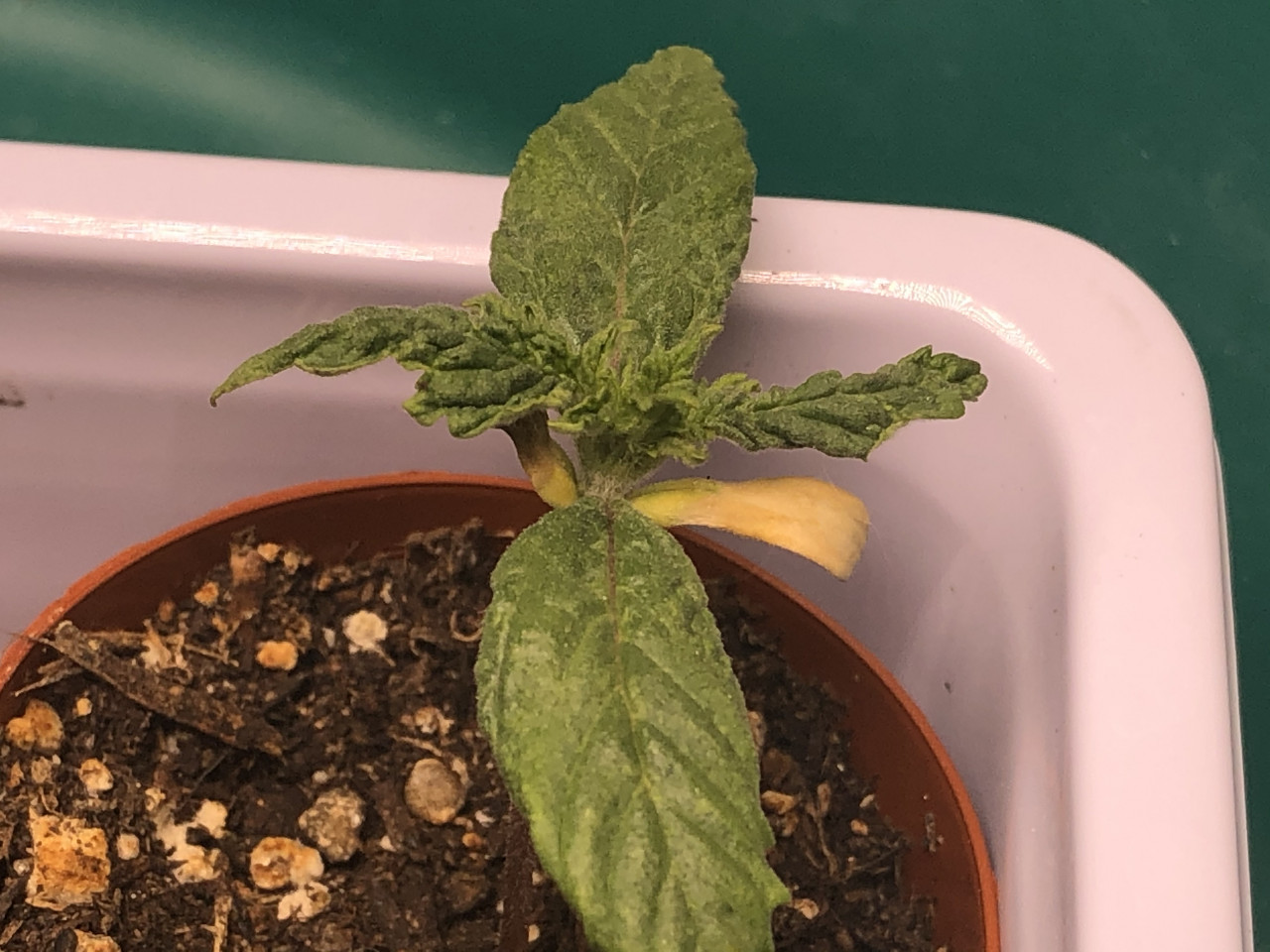 Big Devil Autoflower Cannabis Seeds week 1 grow journal by ...