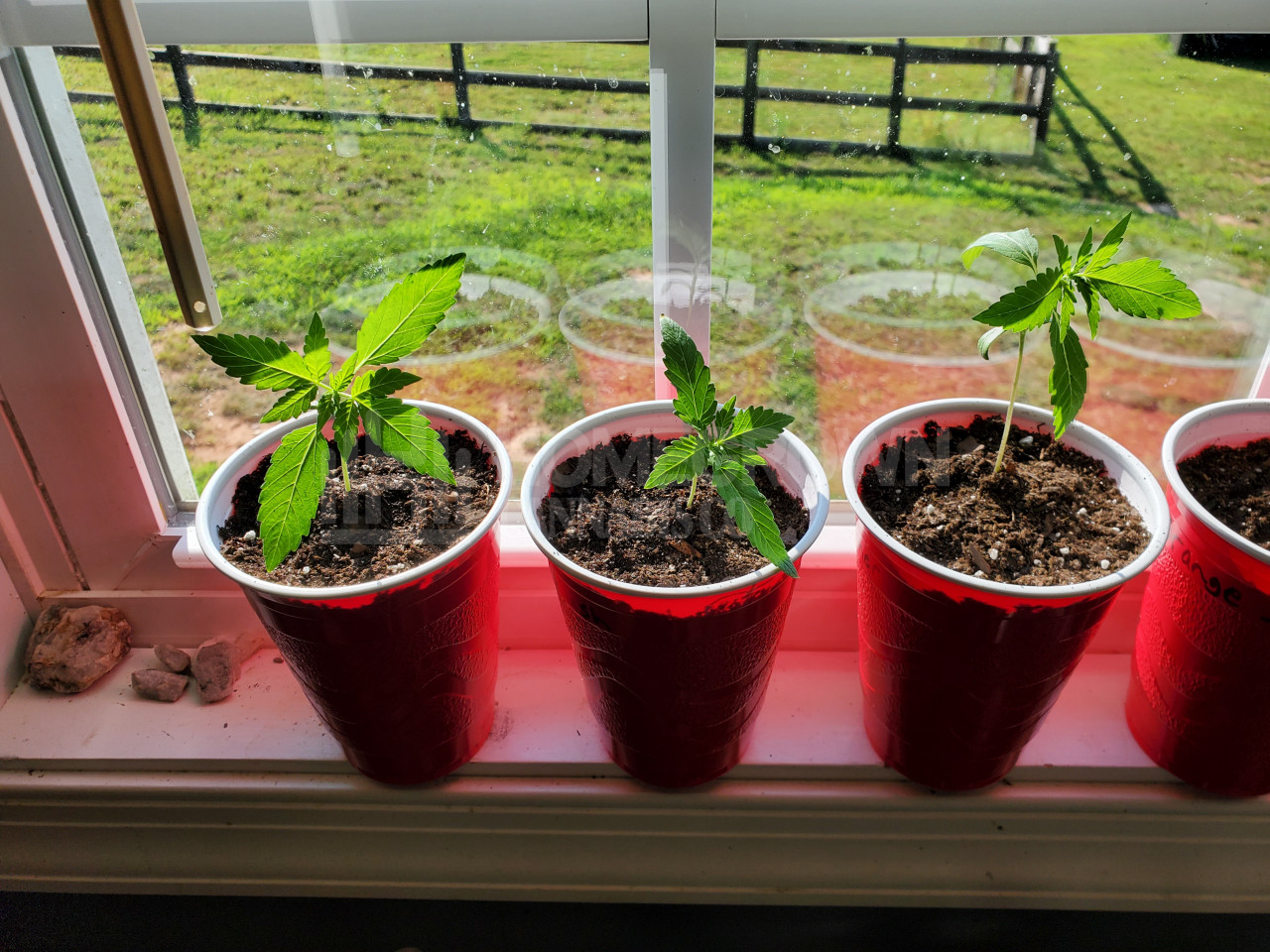 Bruce Banner Autoflower Cannabis Seeds week 2 grow journal by ...