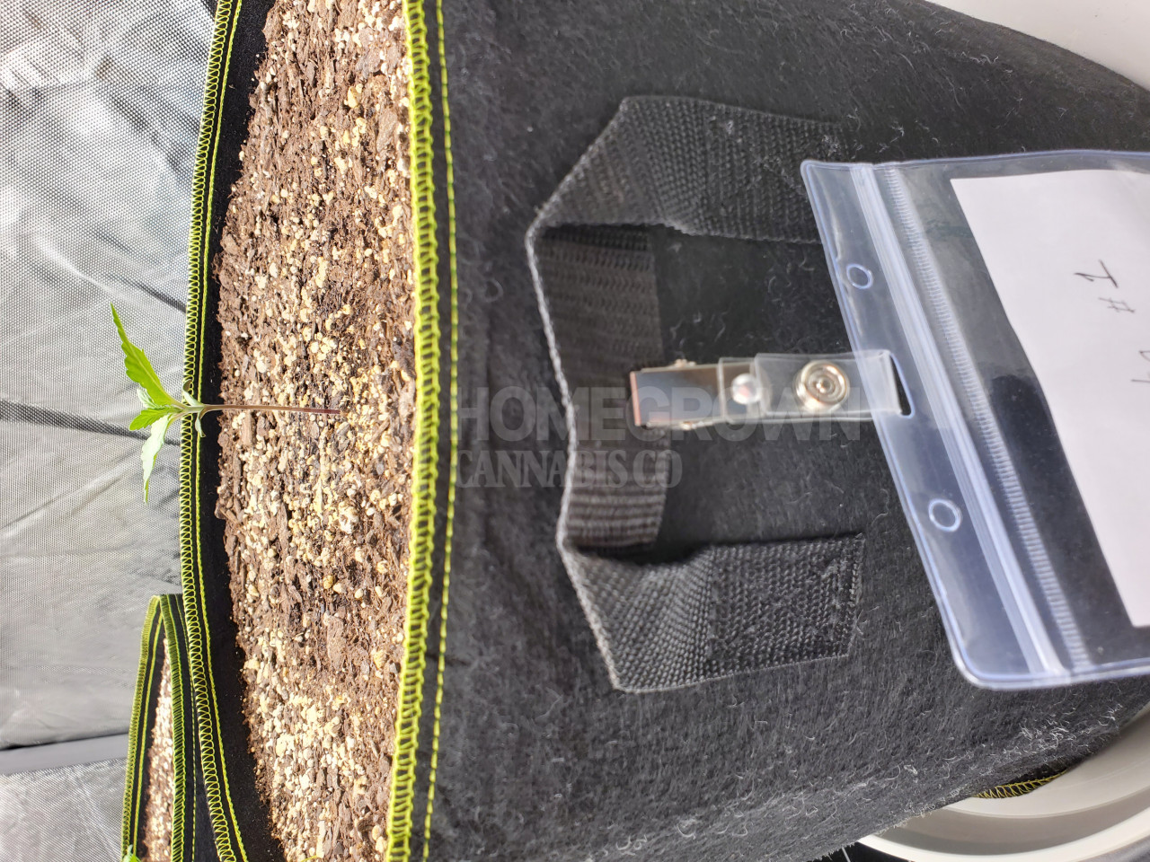 Gelato Autoflower Cannabis Seeds week 3 grow journal by turnandburn ...