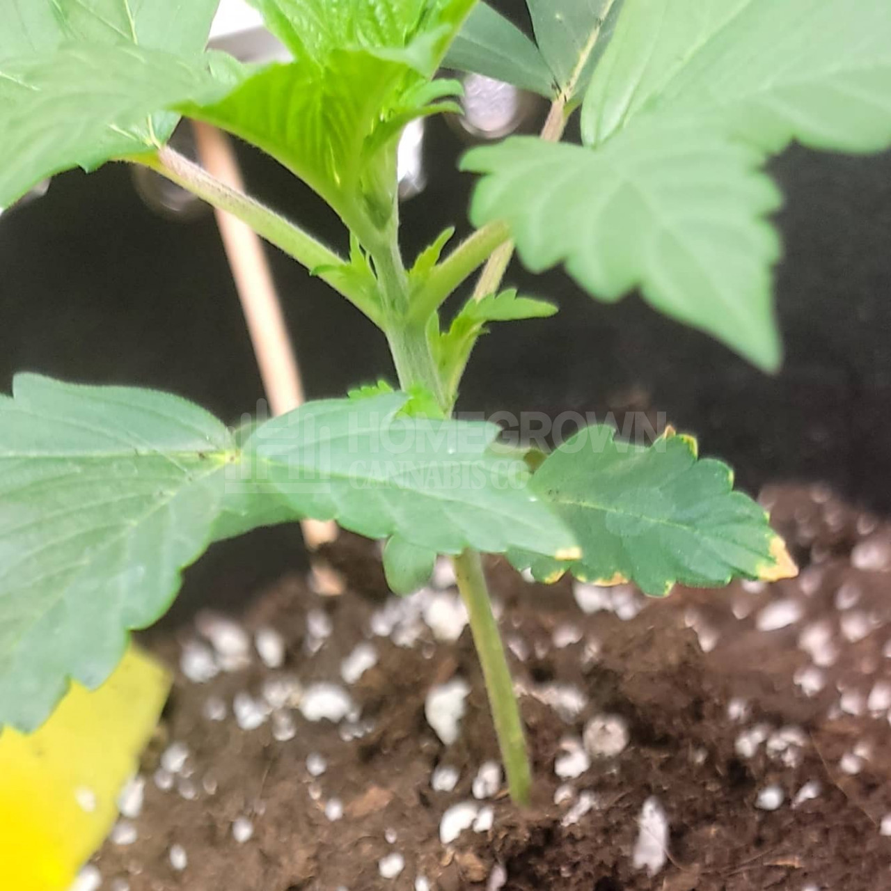 Critical Purple Autoflower Cannabis Seeds week 3 grow journal by ...