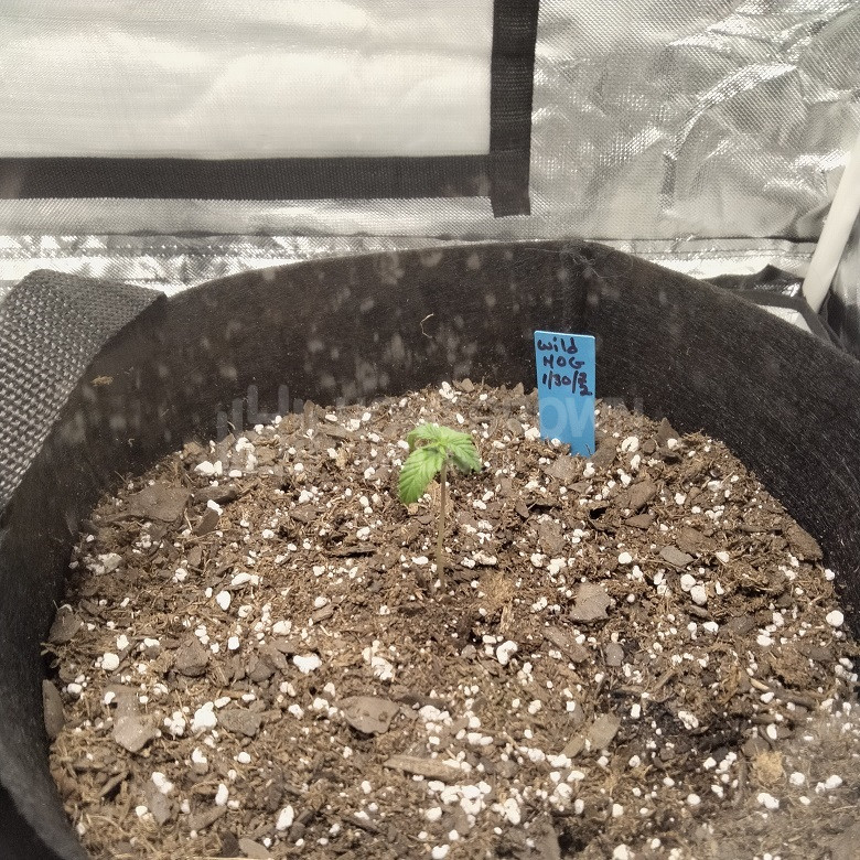 Wild Hog Auto Cannabis Seeds week 1 grow journal by fgs2021 - Try ...