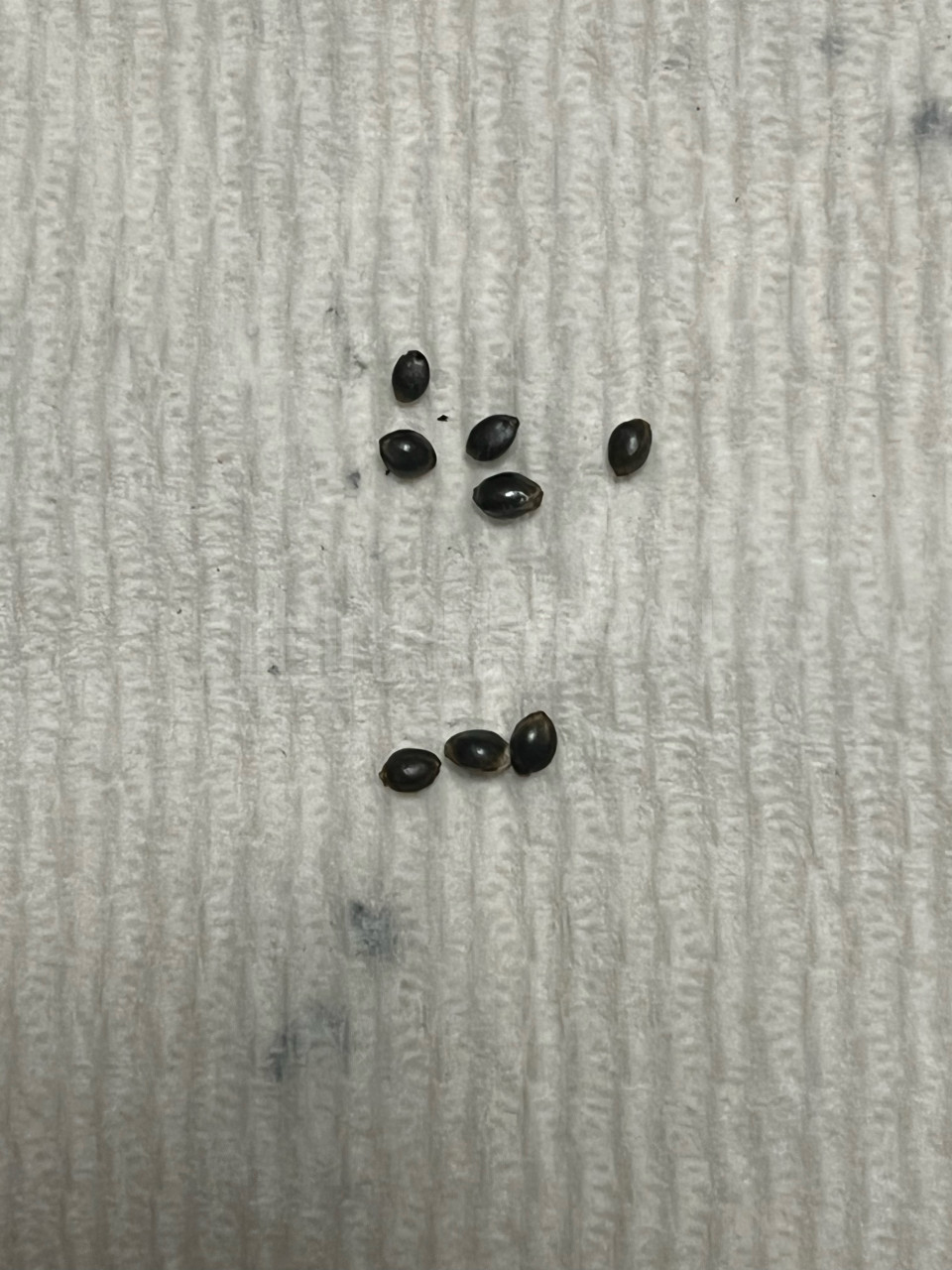 Amnesia Lemon Regular Cannabis Seeds week 1 grow journal by strother62 ...