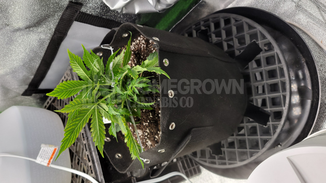 Critical Purple Autoflower Cannabis Seeds week 4 grow journal by ...
