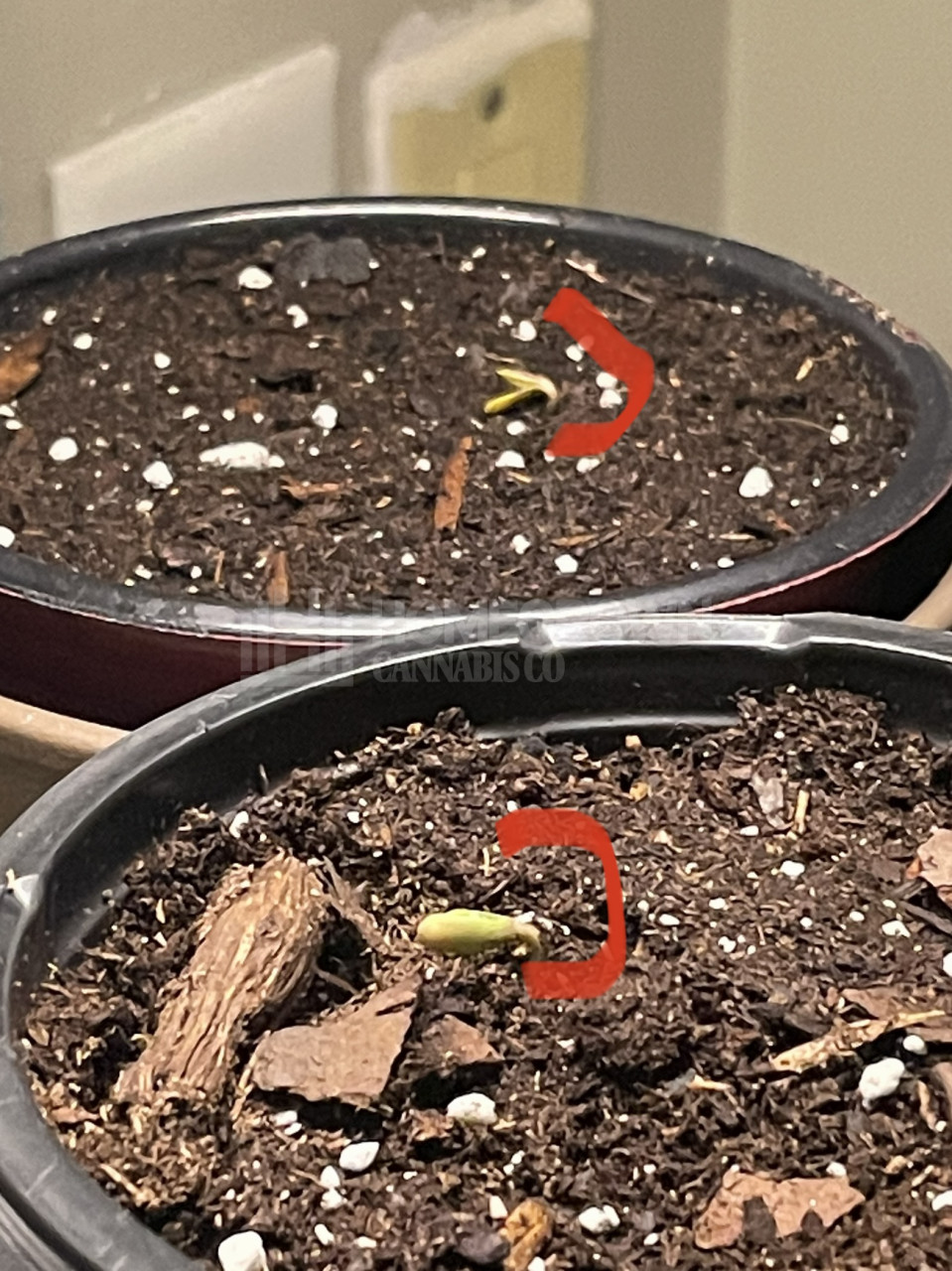 Gelato Autoflower Cannabis Seeds week 2 grow journal by semore914 - C4 ...