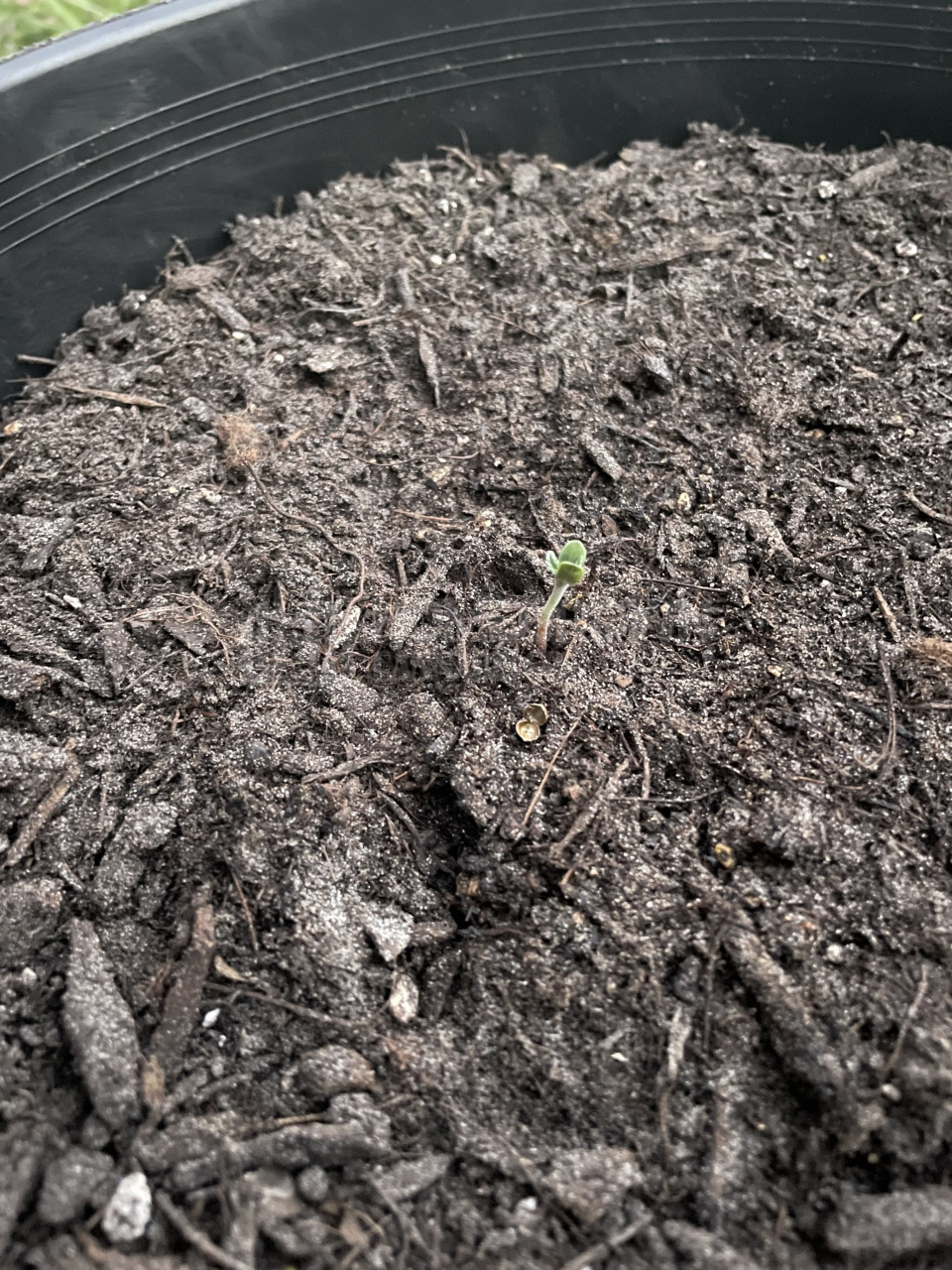 Sour Diesel Autoflower Cannabis Seeds week 1 grow journal by kingpope ...