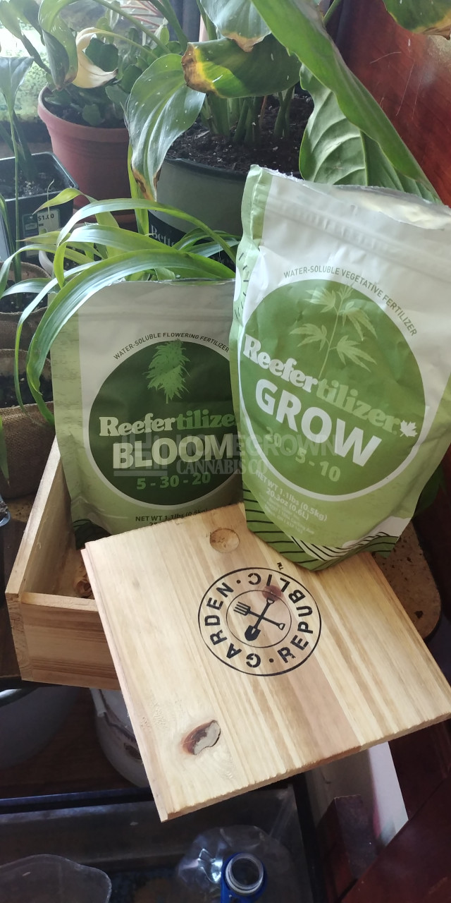 Candy Cream Autoflower Cannabis Seeds week 1 grow journal by ...