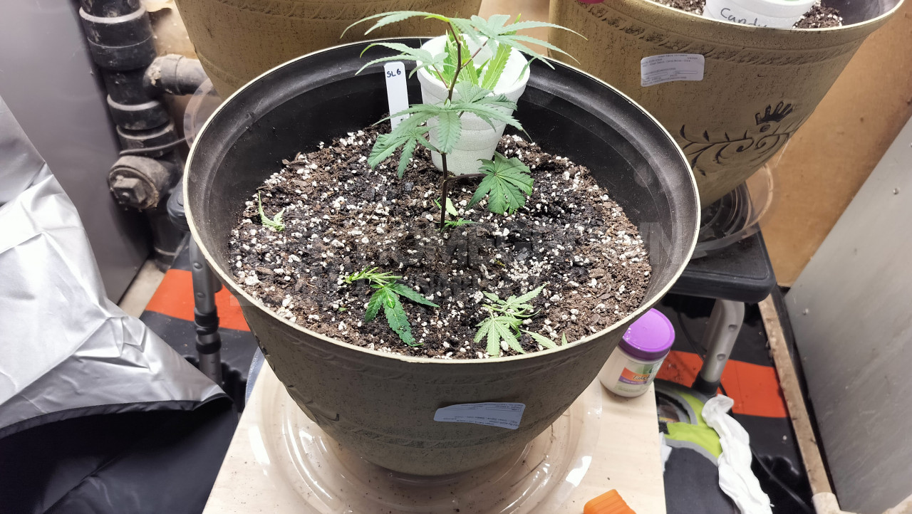 Candy Cream Autoflower Cannabis Seeds week 1 grow journal by Tony_brown ...