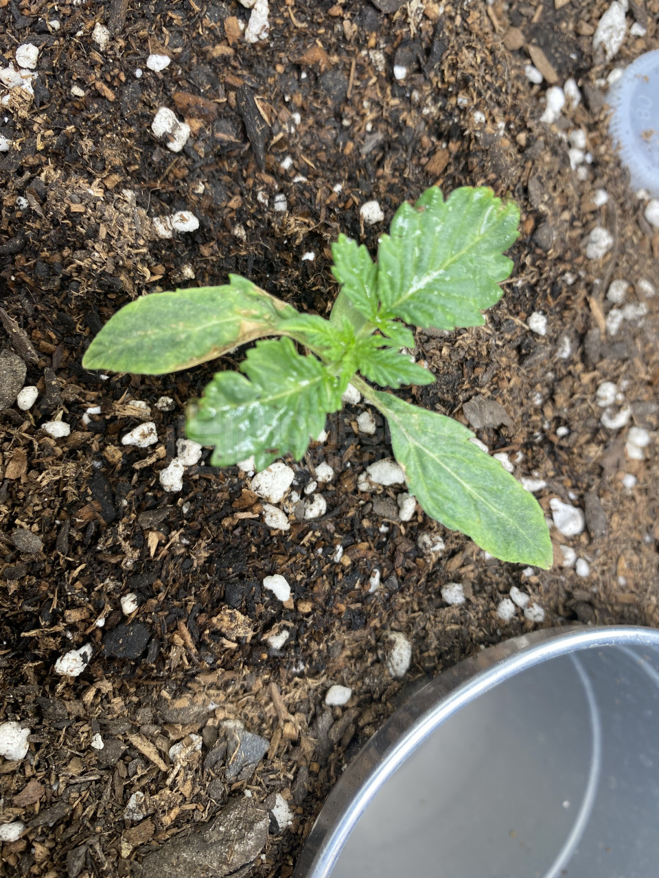 Runtz Feminized Cannabis Seeds week 2 grow journal by Ka_boom - White ...