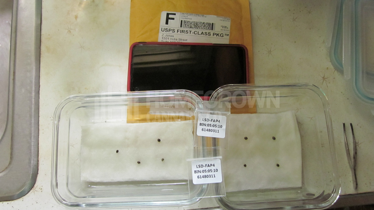 LSD Autoflower Cannabis Seeds week 1 grow journal by OldGuy ...