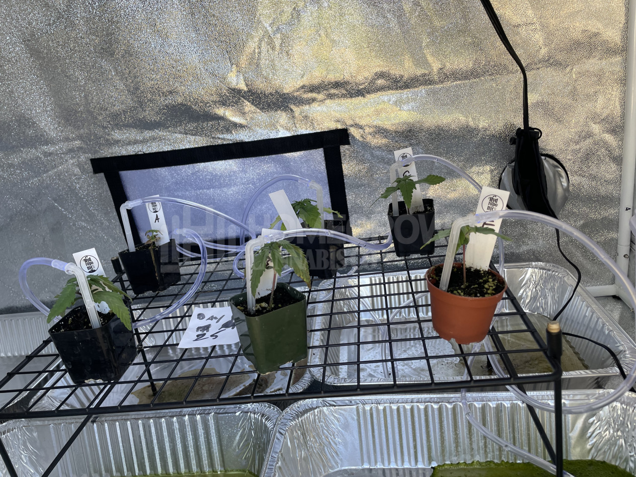 CBD Cheese Autoflower Cannabis Seeds week 4 grow journal by billd - My ...