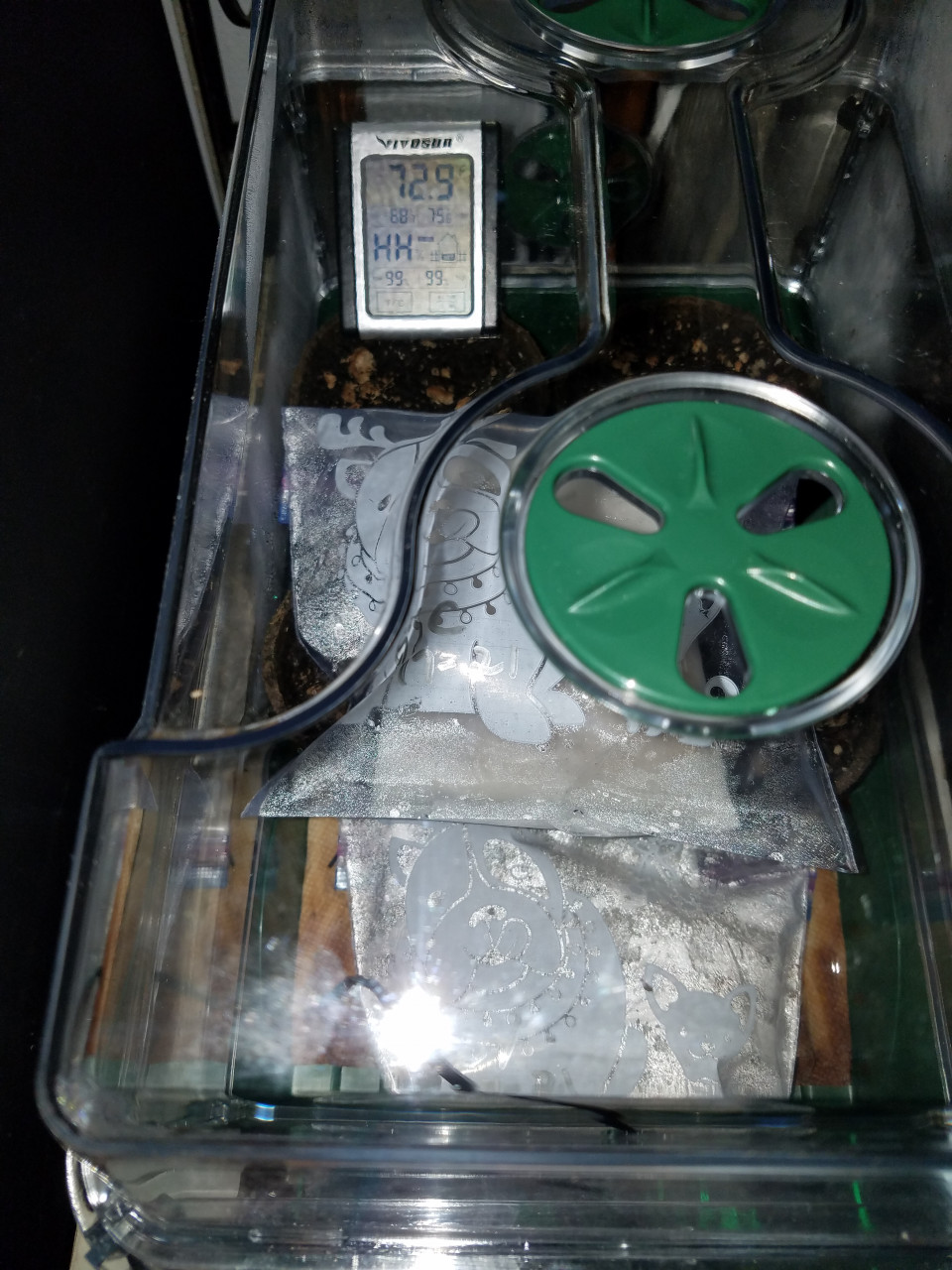 Blueberry Autoflower Cannabis Seeds week 1 grow journal by random ...