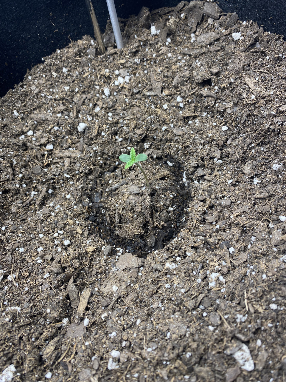 White Widow Autoflower Cannabis Seeds week 1 grow journal by farmerkyle ...