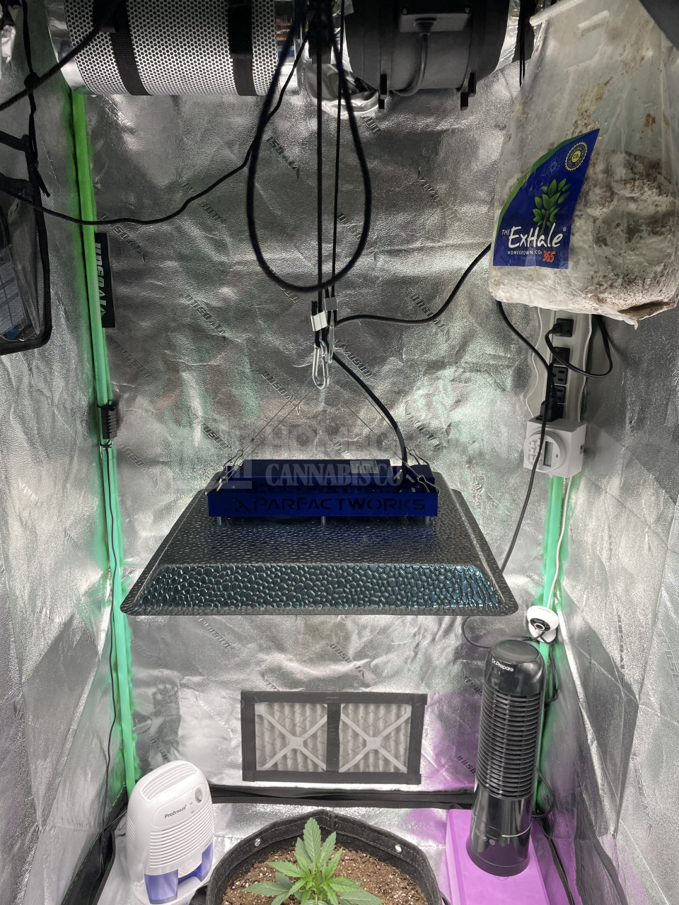 Northern Lights Autoflower Cannabis Seeds week 3 grow journal by rico85 ...