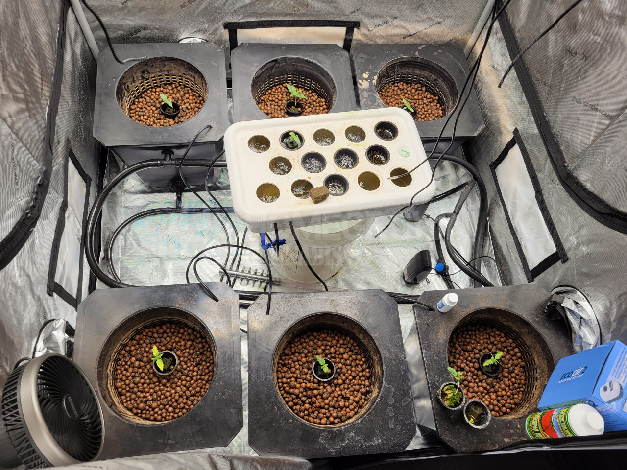 Big Devil Autoflower Cannabis Seeds week 1 grow journal by oldfart ...