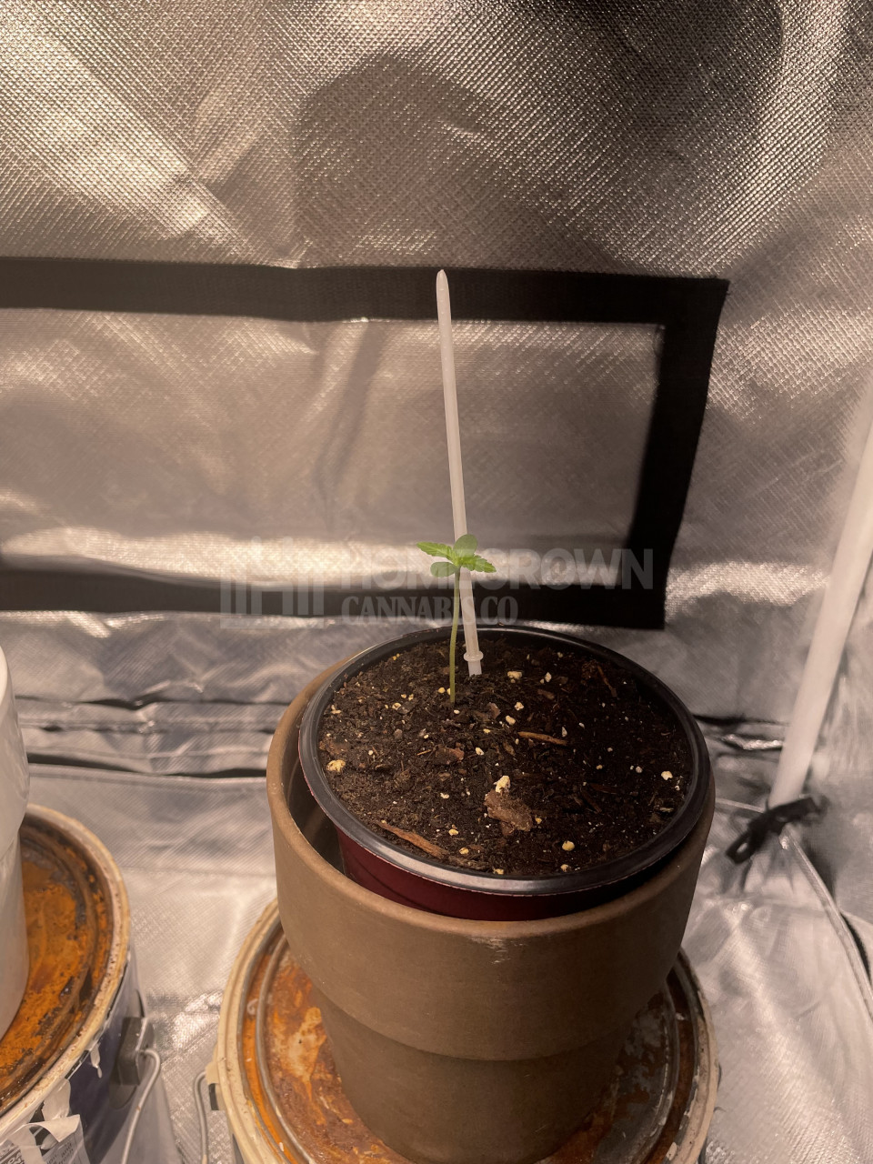 Gelato Autoflower Cannabis Seeds week 2 grow journal by semore914 - C4 ...