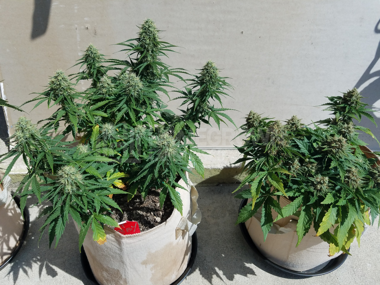 Blueberry Autoflower Cannabis Seeds week 10 grow journal by random ...