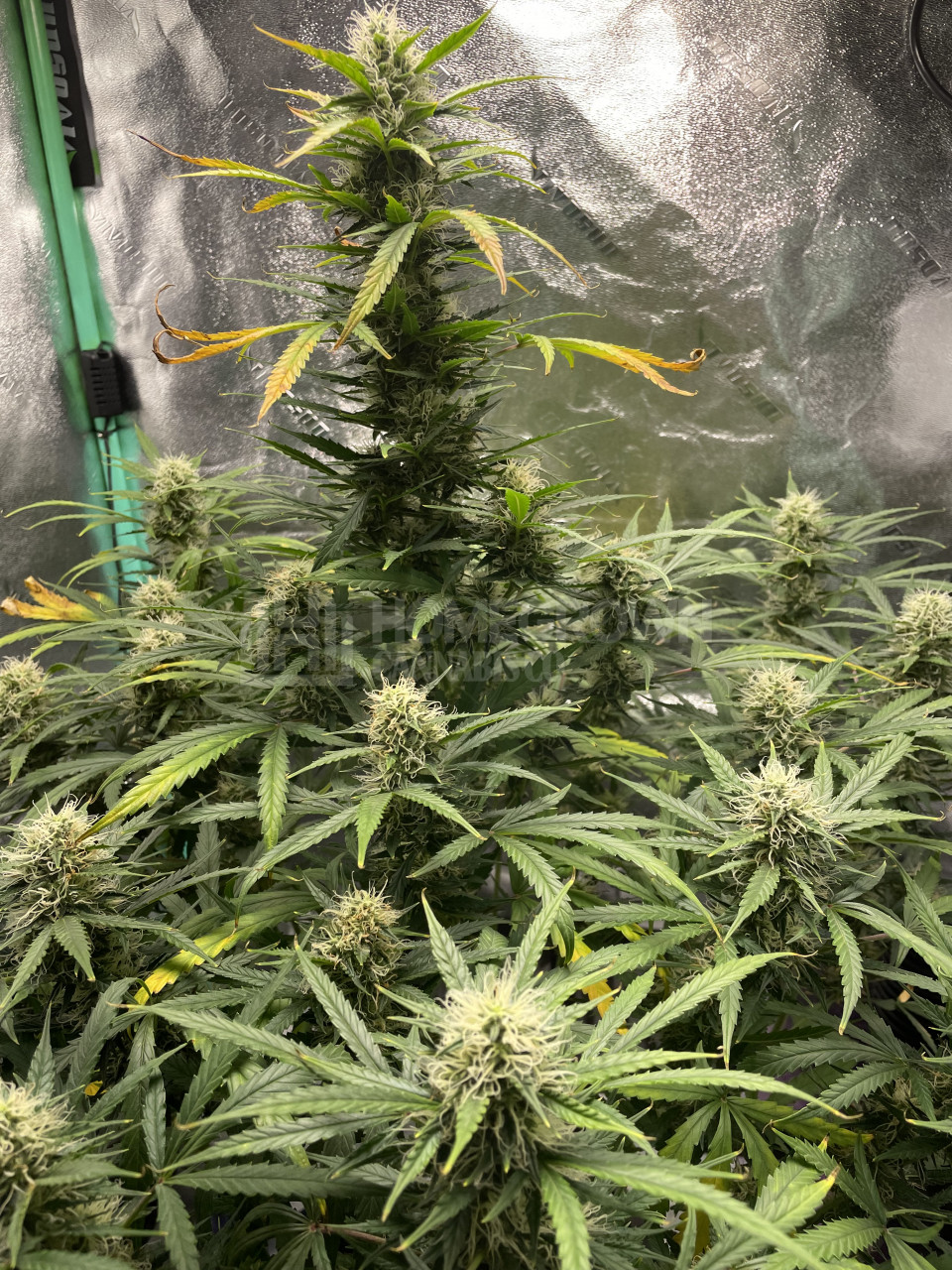 Northern Lights Autoflower Cannabis Seeds week 10 grow journal by ...