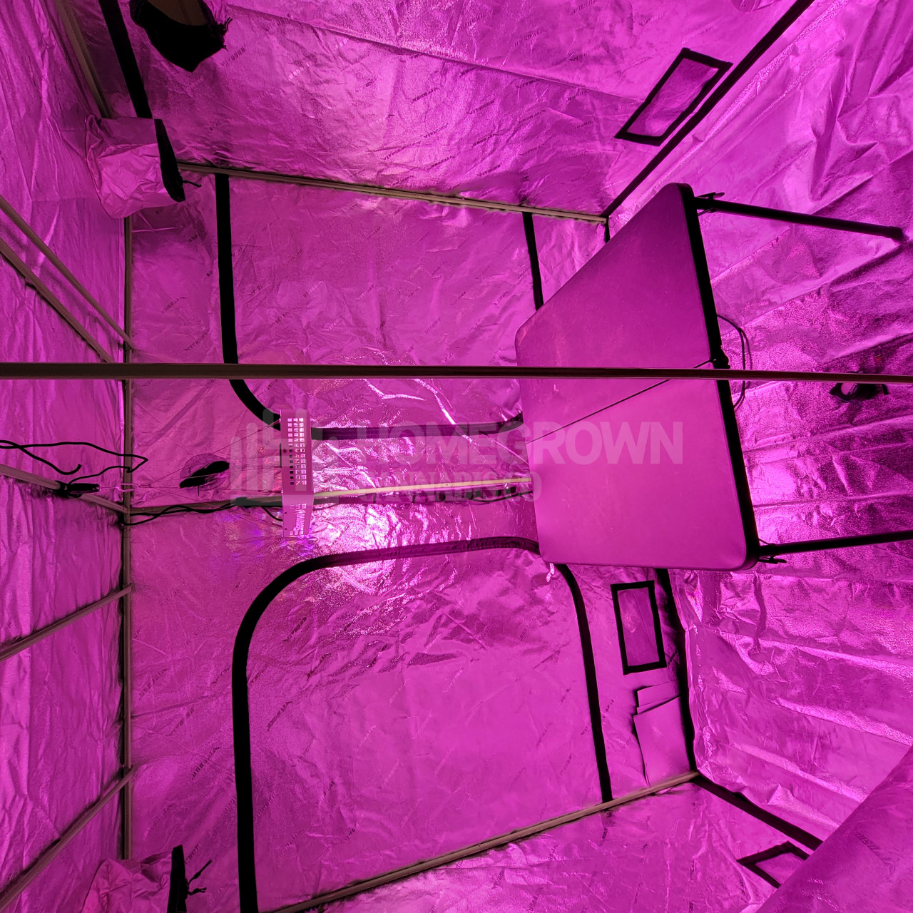 Critical Purple Autoflower Cannabis Seeds week 1 grow journal by Erik ...