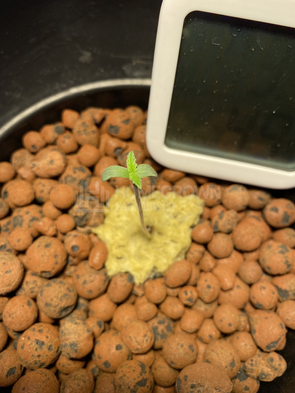 White Widow Autoflower Cannabis Seeds week 2 grow journal by cdcotton ...