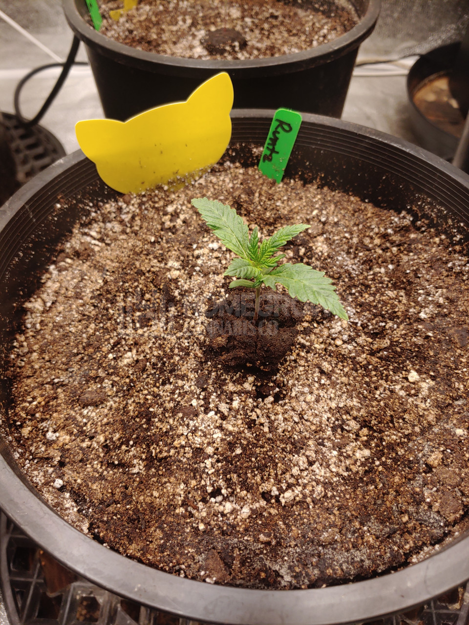 Runtz Autoflower Cannabis Seeds week 4 grow journal by jimig1974 ...