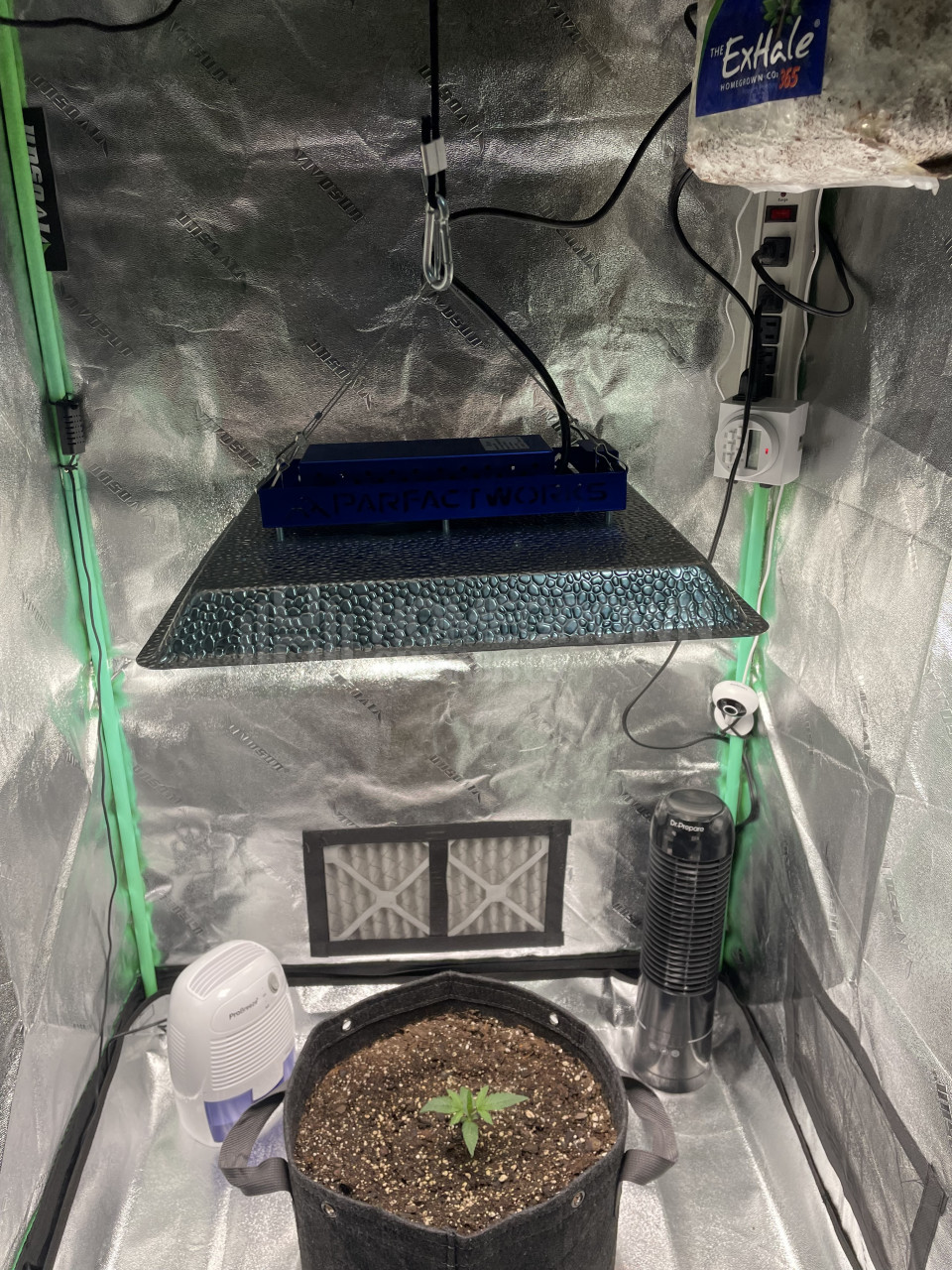 Northern Lights Autoflower Cannabis Seeds week 2 grow journal by rico85 ...