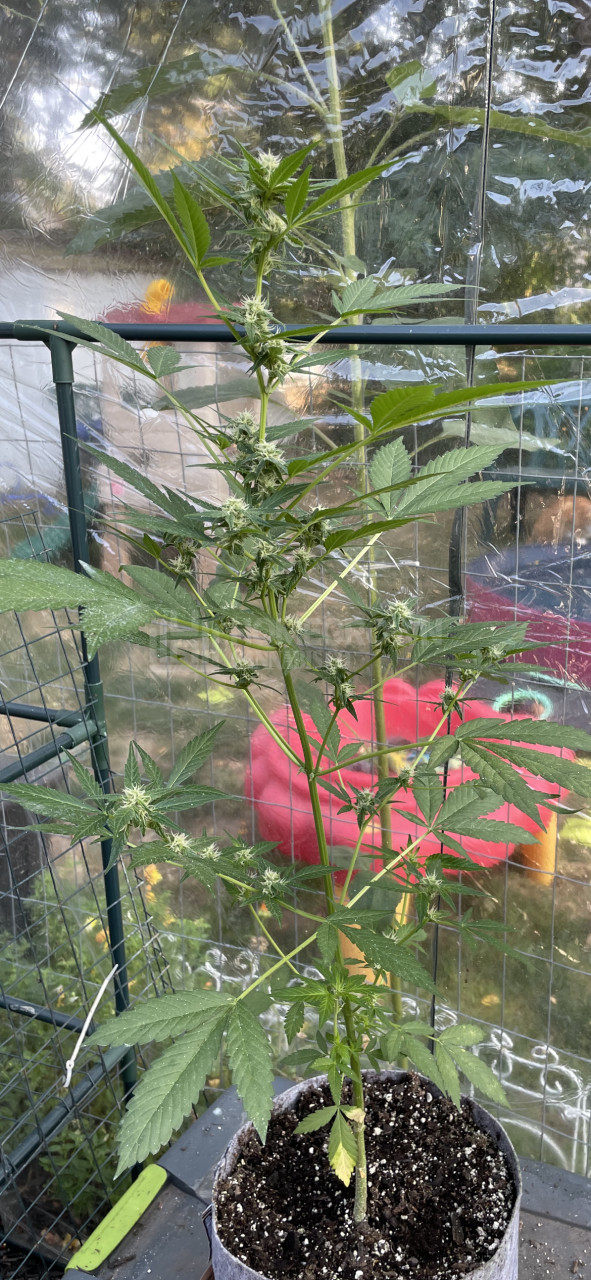 Sour Diesel Autoflower Cannabis Seeds week 10 grow journal by ...